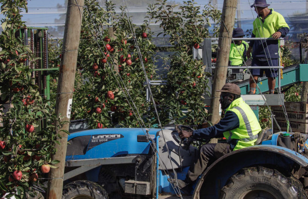 Fruit Production Programmes for You and Your Team | Primary ITO